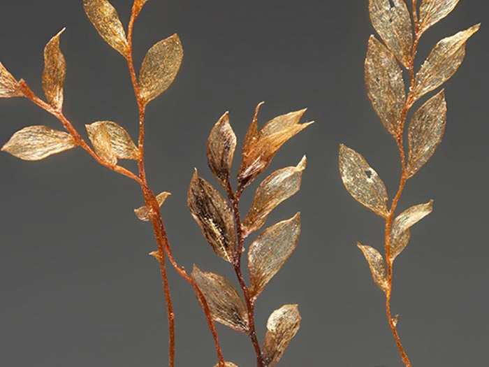 Tuhinga 19, 2008 | Te Papa