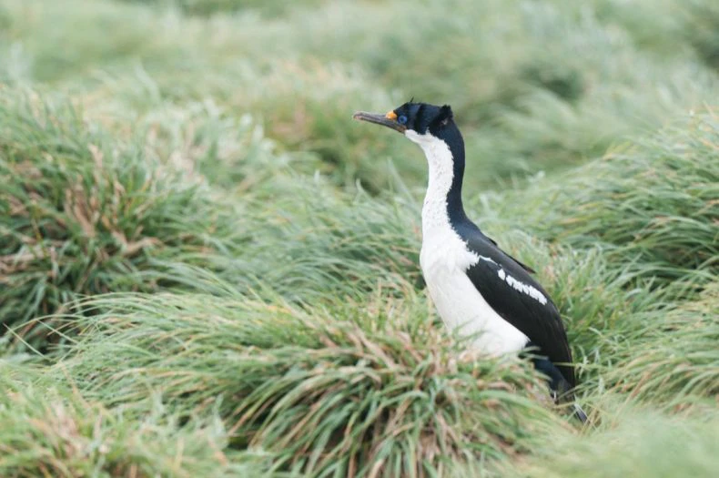 Birds of Aotearoa New Zealand | Te Papa