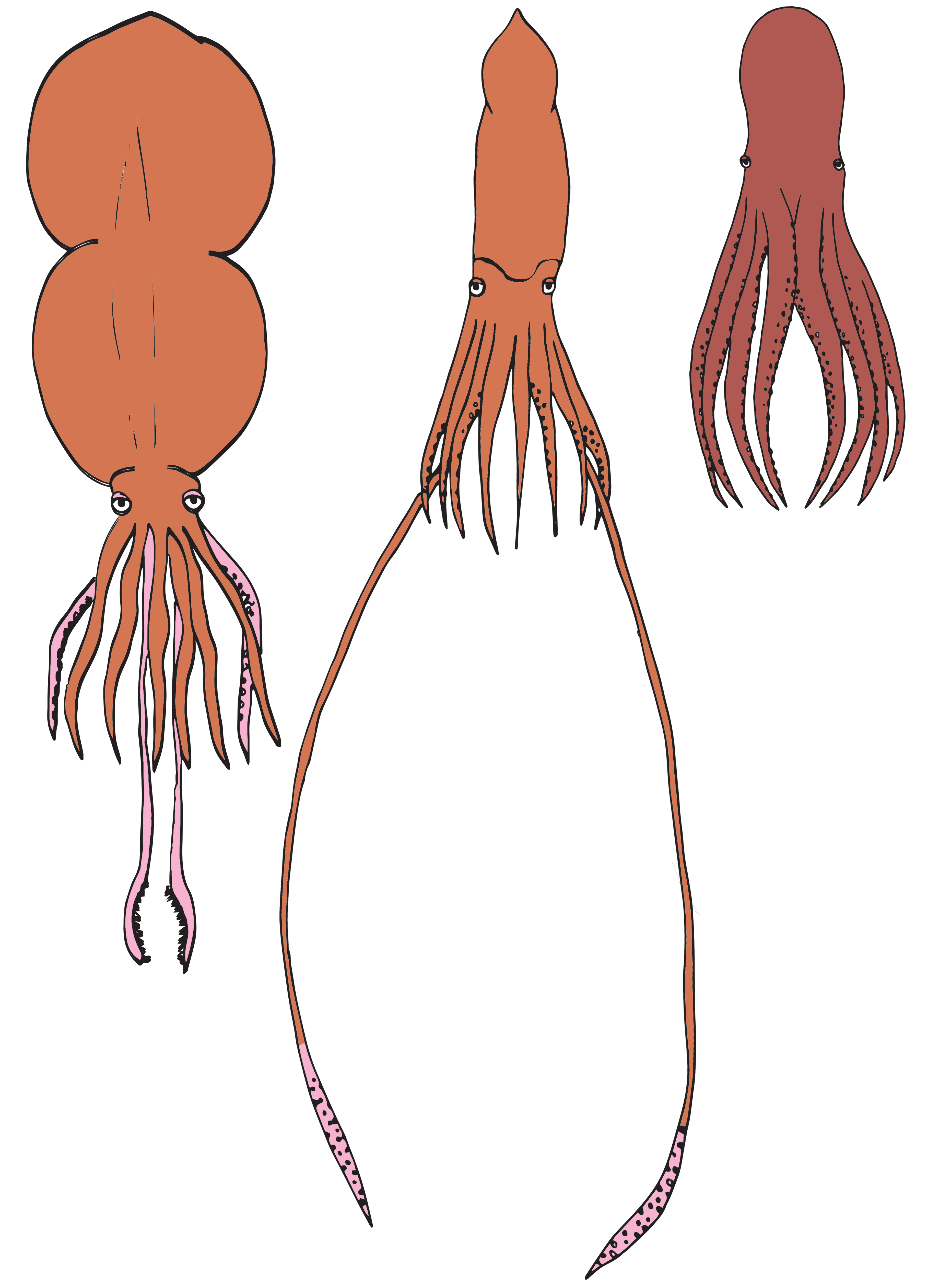 Colossal Squid Vs Giant Squid Who Would Win?: Whale Vs. Giant Squid By